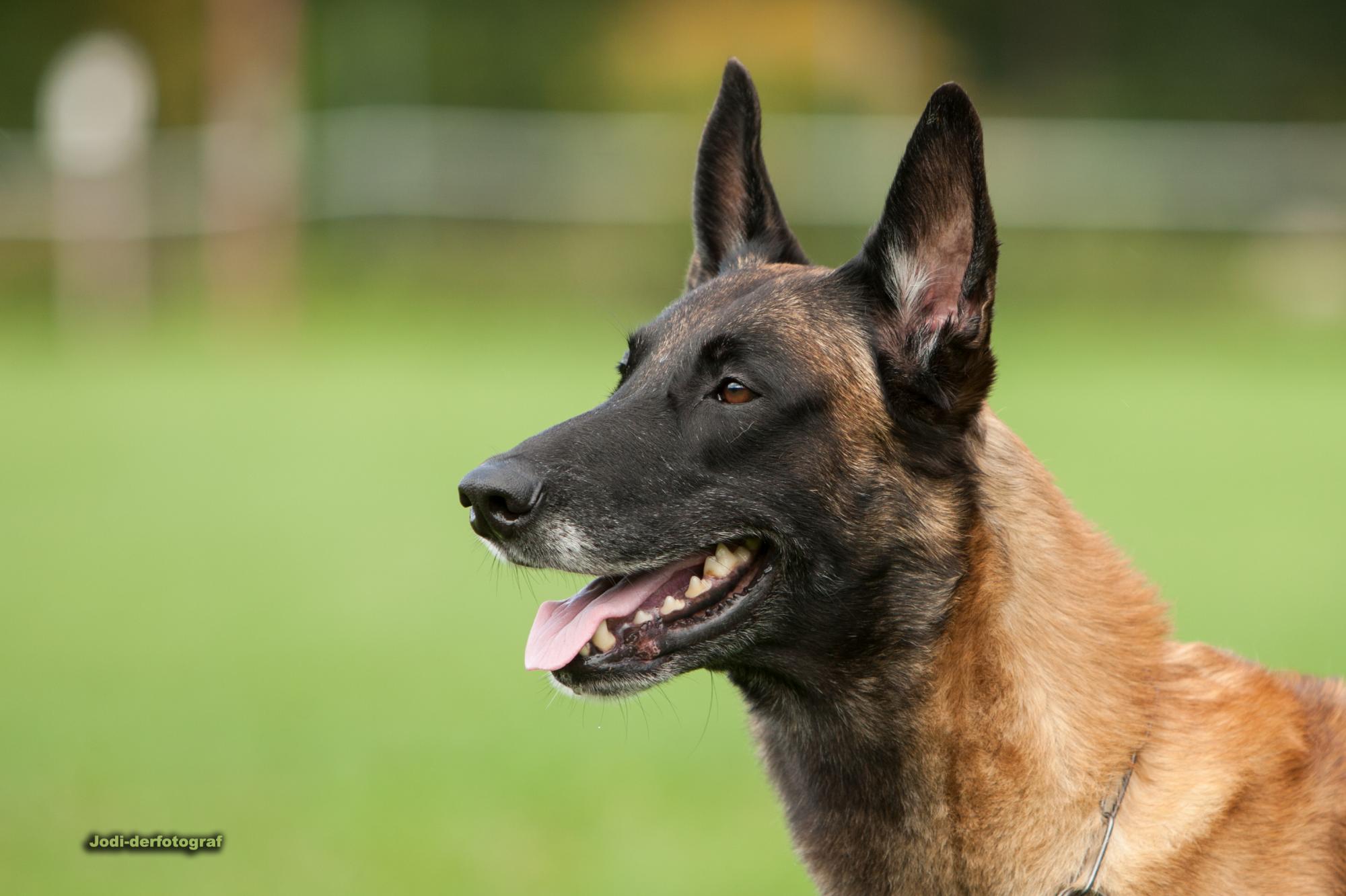 Malinois vom Heldenkreuz - Das "A - TEAM"